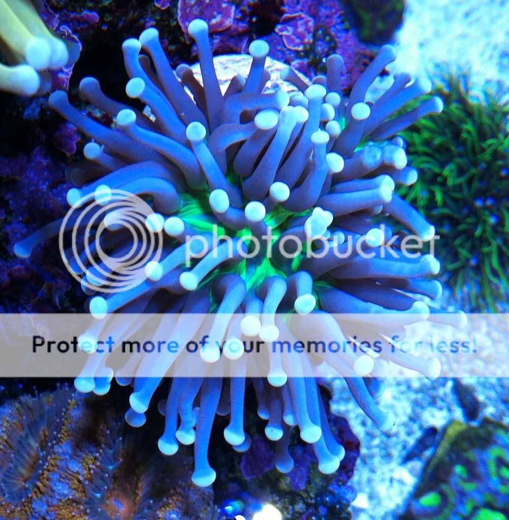 What are the rarer colors for a torch coral? | Reef2Reef