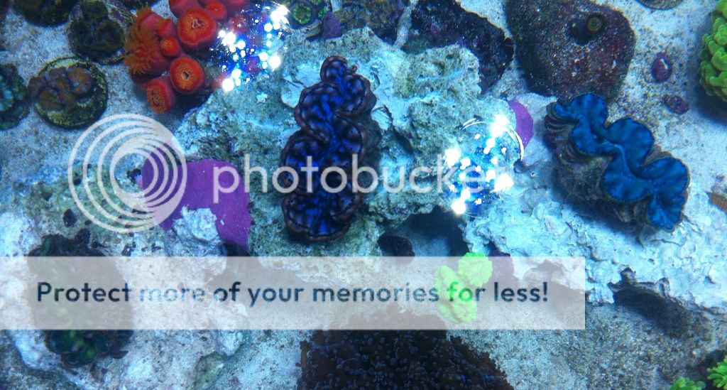 Clam rack | Reef2Reef