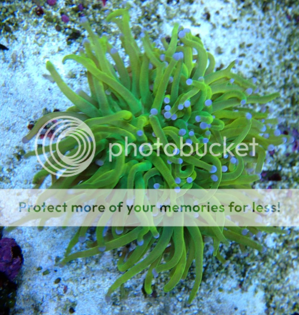 Show off your best LPS! | Reef2Reef