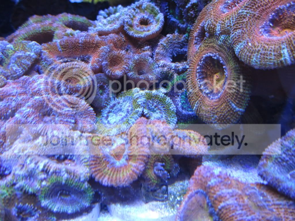 Show off your acan garden here!! | Reef2Reef