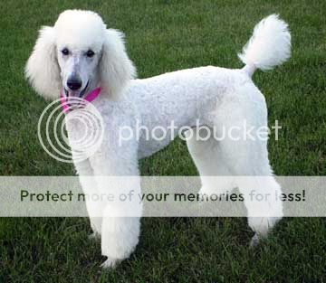 Is this the dreaded coat change? | Poodle Forum