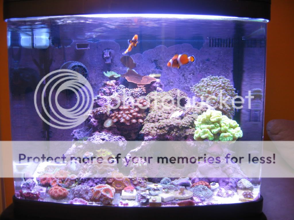 Cjscotts 29g Biocube - Reef Central Online Community