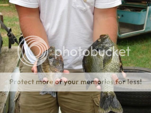 Some Savannah River Shellcrackers | GON Forum