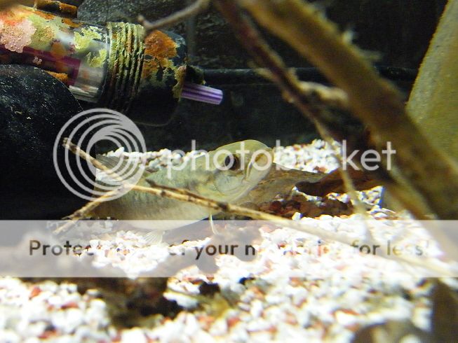 My new Erythrinus species | MonsterFishKeepers.com