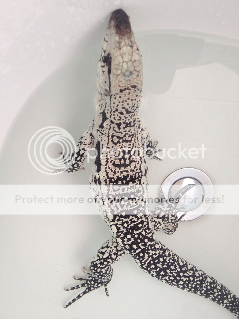 Blue Tegu | Reptile Forums