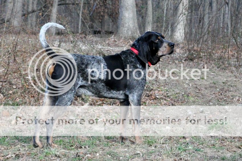 Looking for a Gascon/ Old Fashion Bluetick... - BigGameHoundsmen.com