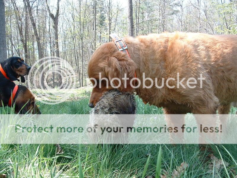 UKC Forums - Groundhog Bite