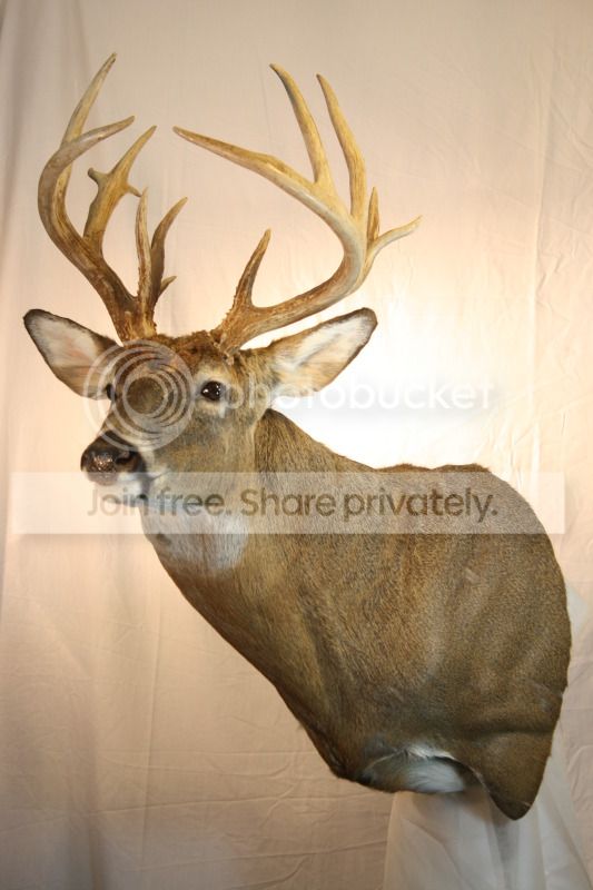 16 point Ill buck and double drop tine Manitoba monster (pix) | New ...
