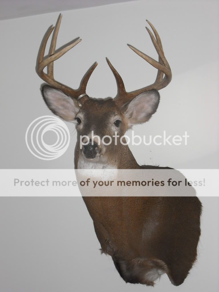 Photo's of a 125-140 eight point wanted | Archery Talk Forum